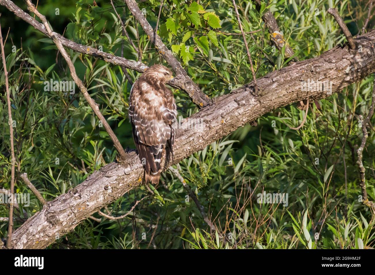 red shouldered hawk babies at nest Stock Photo - Alamy