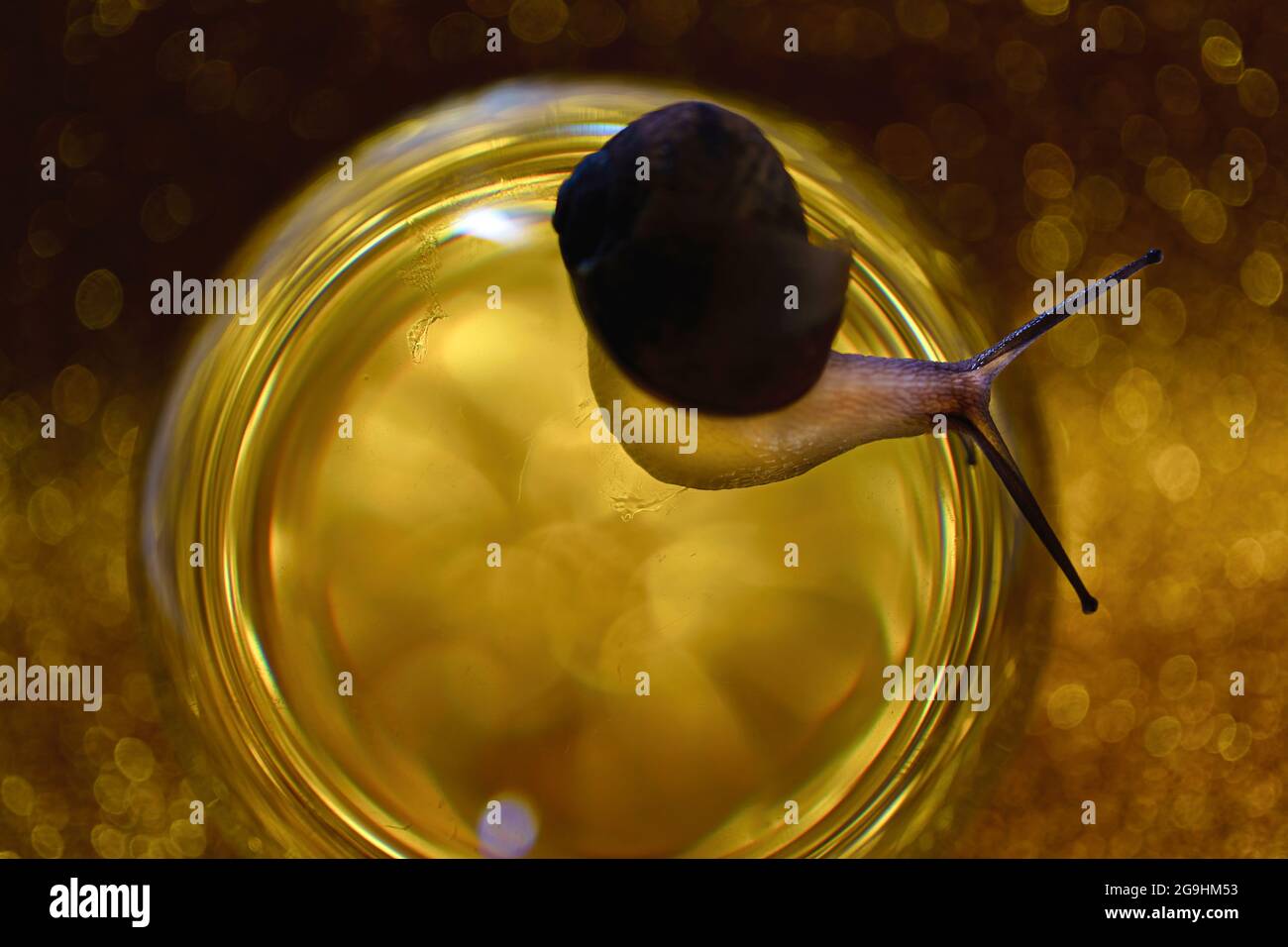 snail sliding on crystal ball and golden background Stock Photo - Alamy