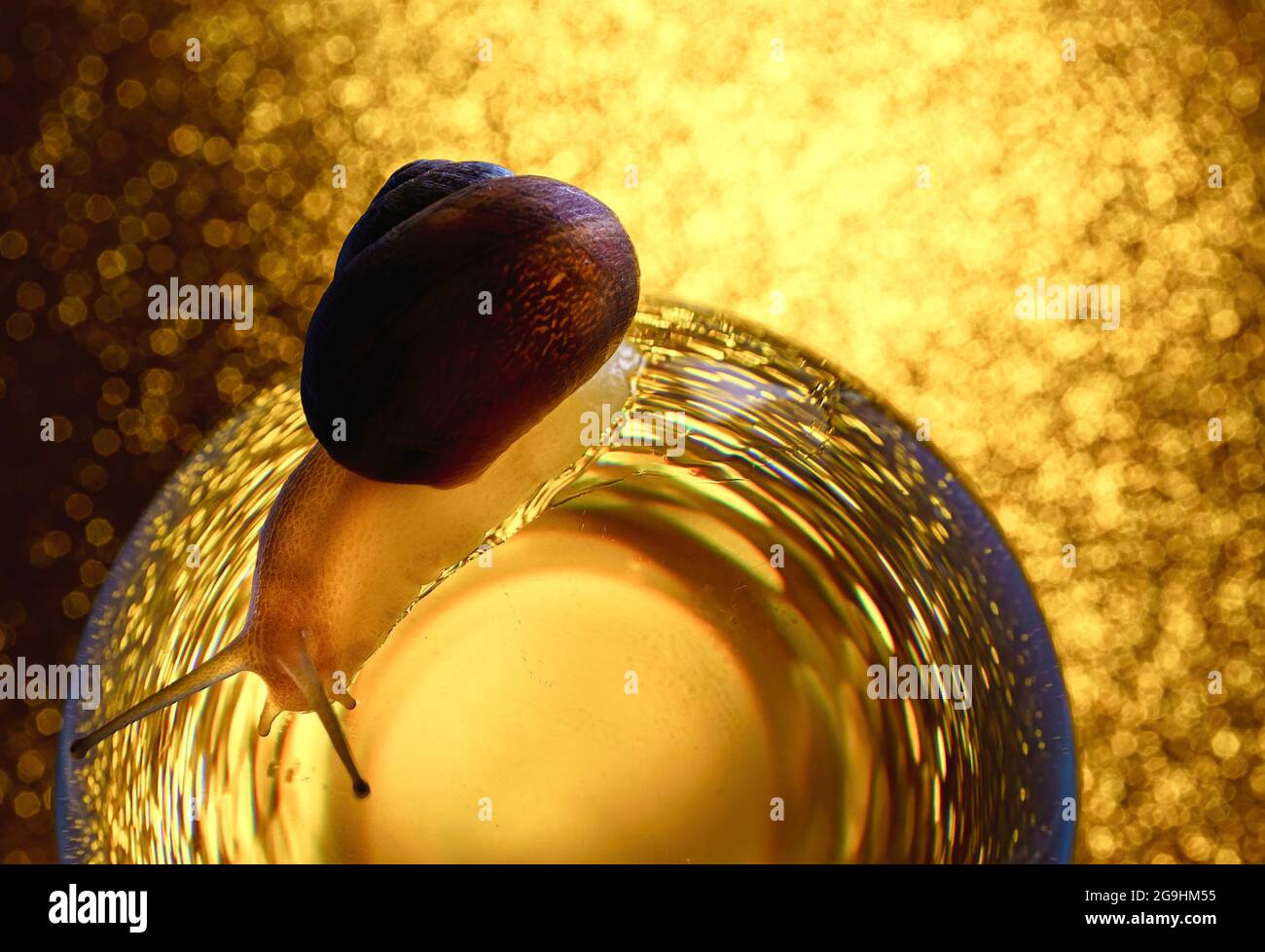 snail sliding on crystal ball and golden background Stock Photo - Alamy