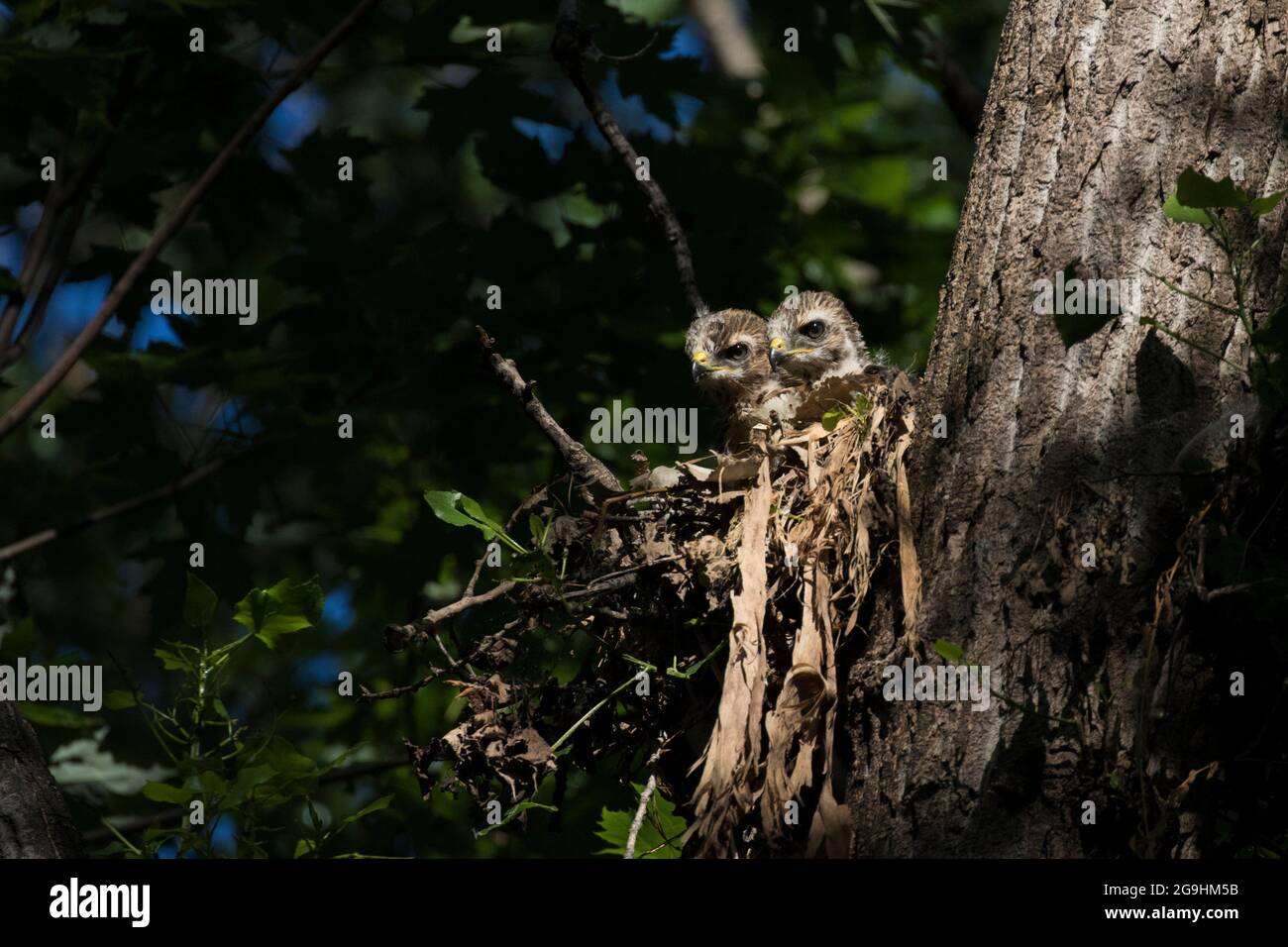 red shouldered hawk babies at nest Stock Photo - Alamy