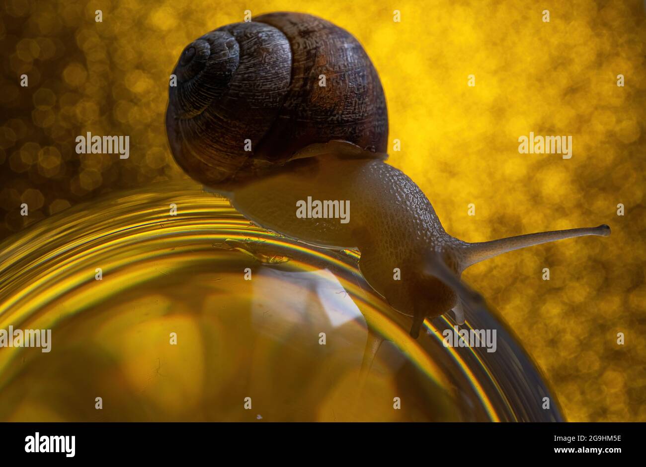 snail sliding on crystal ball and golden background Stock Photo - Alamy