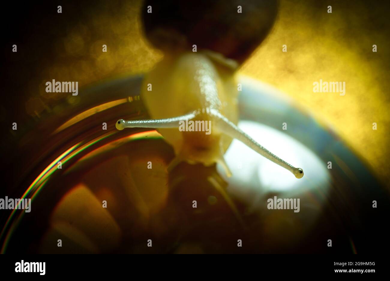 snail sliding on crystal ball and golden background Stock Photo - Alamy