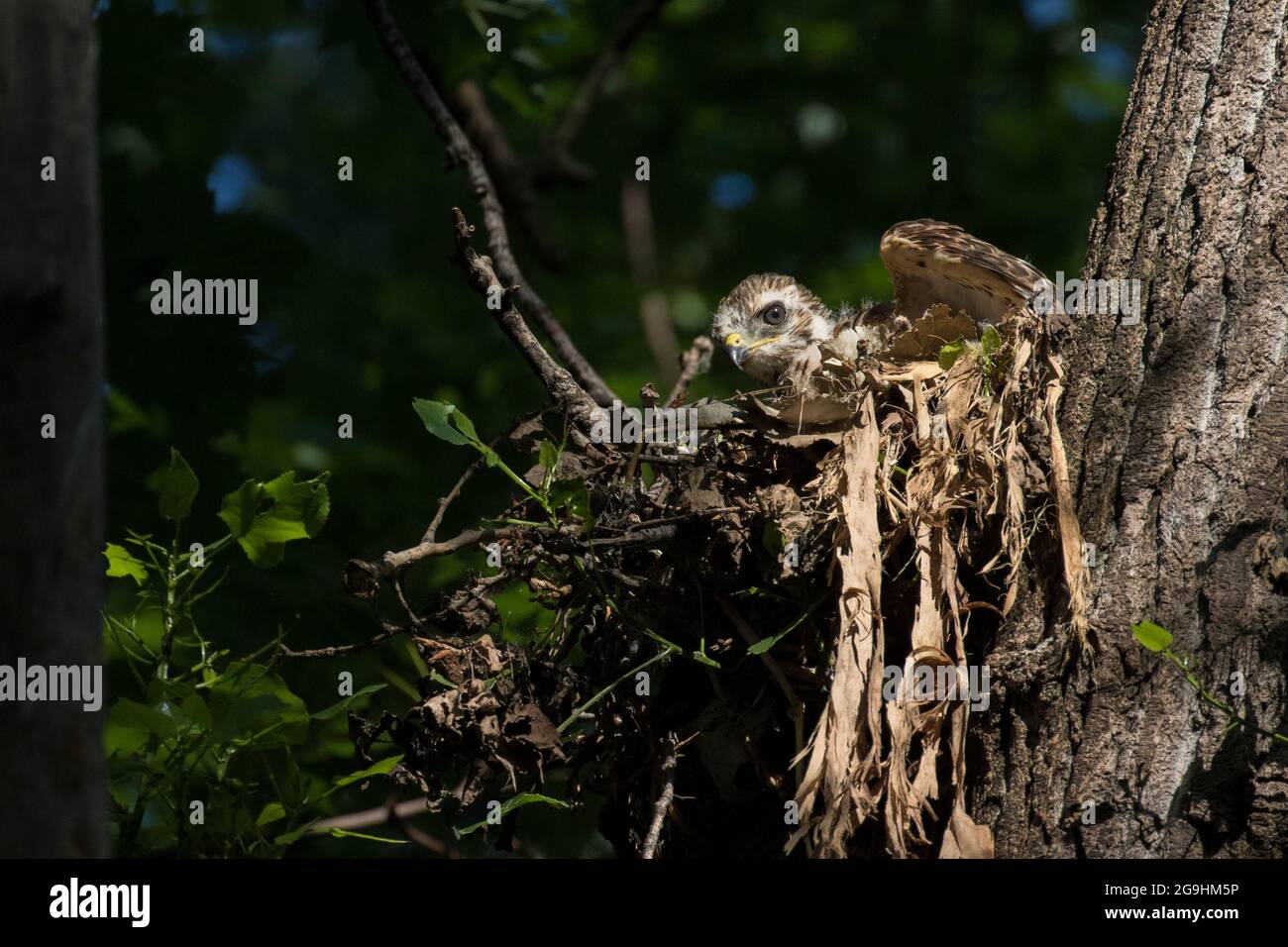 red shouldered hawk babies at nest Stock Photo - Alamy