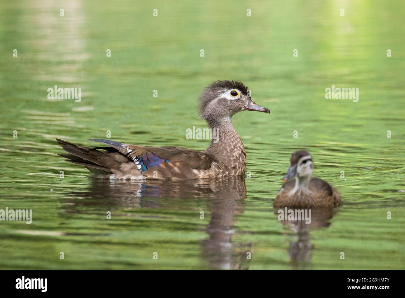 wood duck or Carolina duck (Aix sponsa) with babies Stock Photo - Alamy