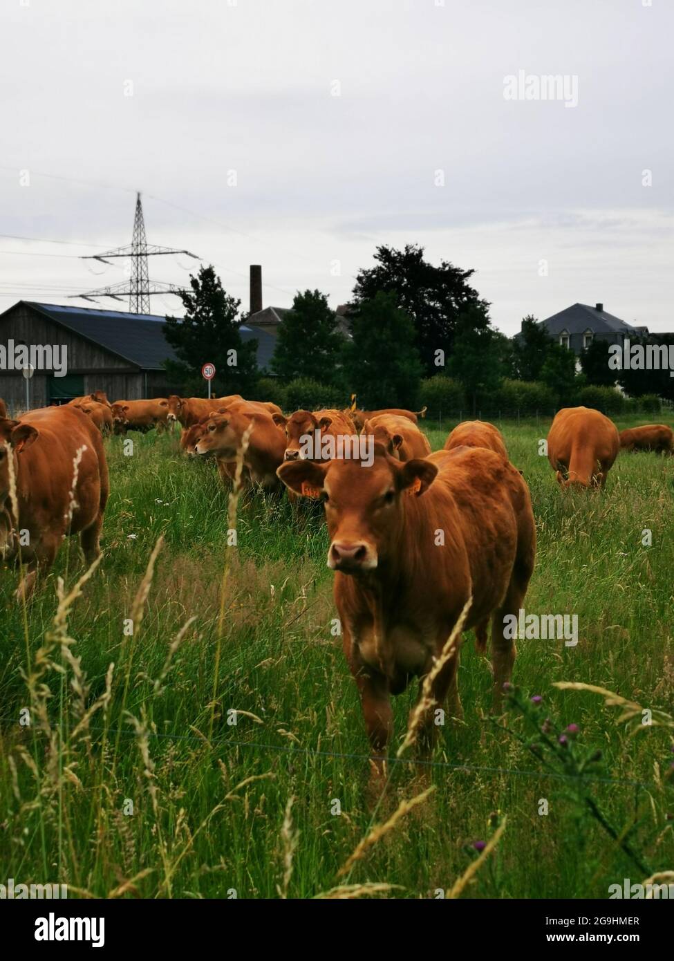 Ginger cows hi-res stock photography and images - Alamy