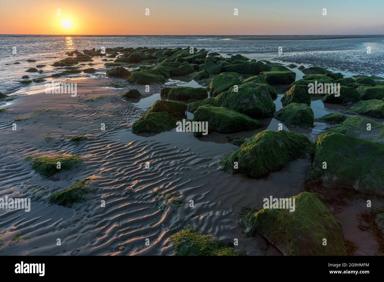 Whsand beach with moss-covered rocks at sunset Stock Photo - Alamy