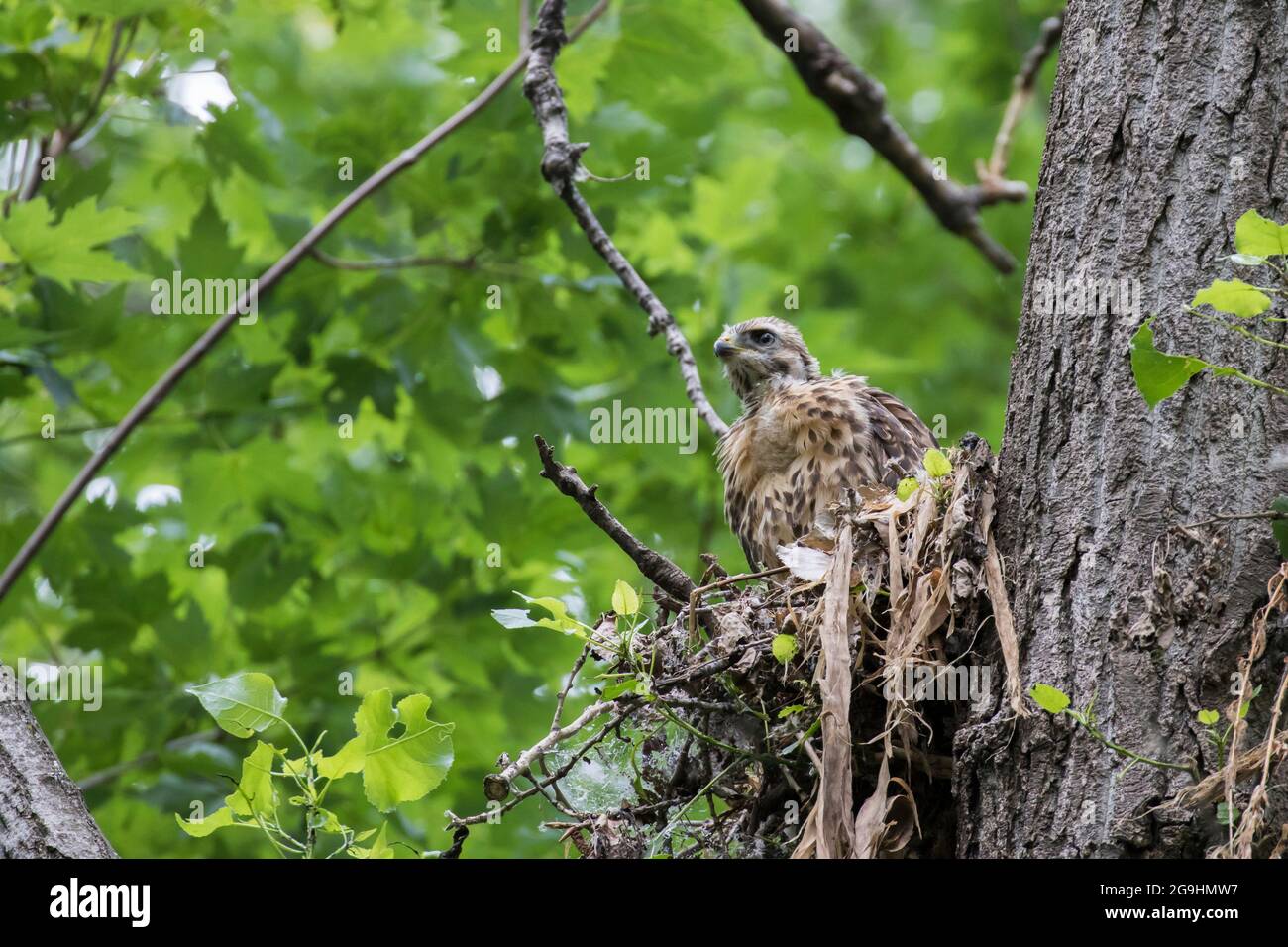 red shouldered hawk babies at nest Stock Photo - Alamy