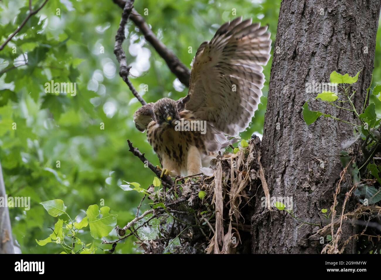 red shouldered hawk babies at nest Stock Photo - Alamy