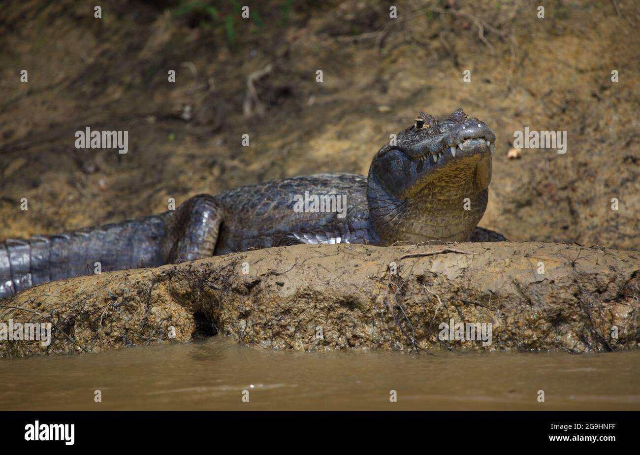 Closeup head on portrait of Black Caiman (Melanosuchus niger) resting ...