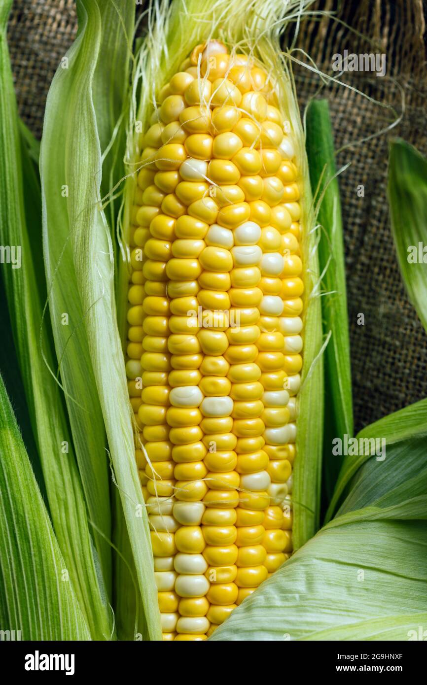 Green sweet corn hi-res stock photography and images - Alamy