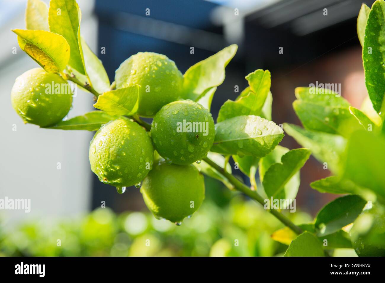 Closeup of a branch of a lime tree with fruits Stock Photo - Alamy