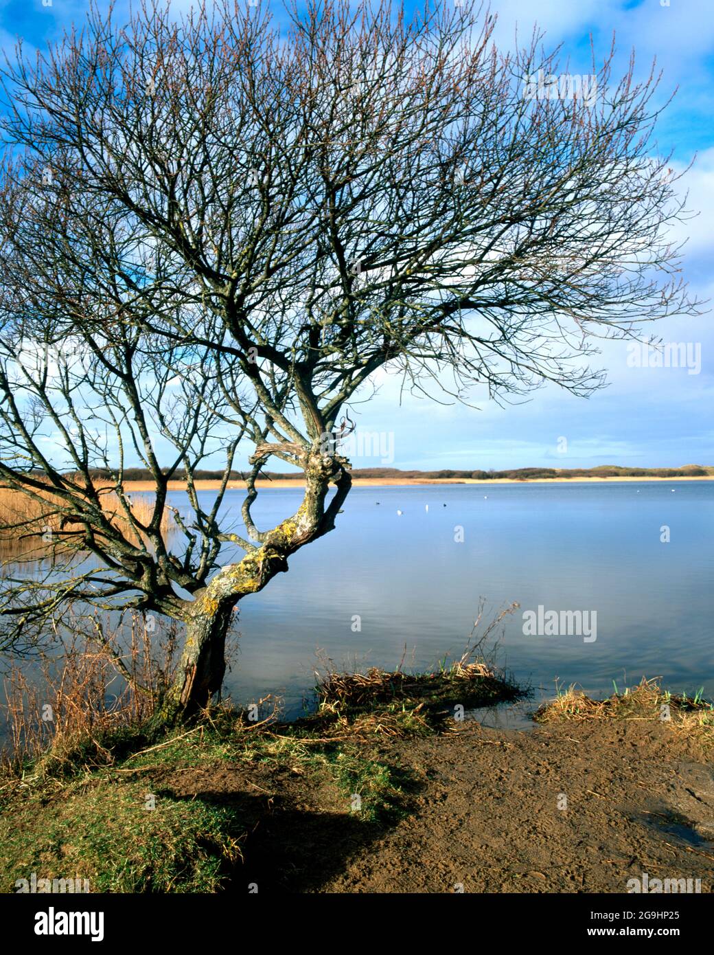 Kenfig Pool, Kenfig National Nature reserve, Porthcawl, Bridgend, South ...