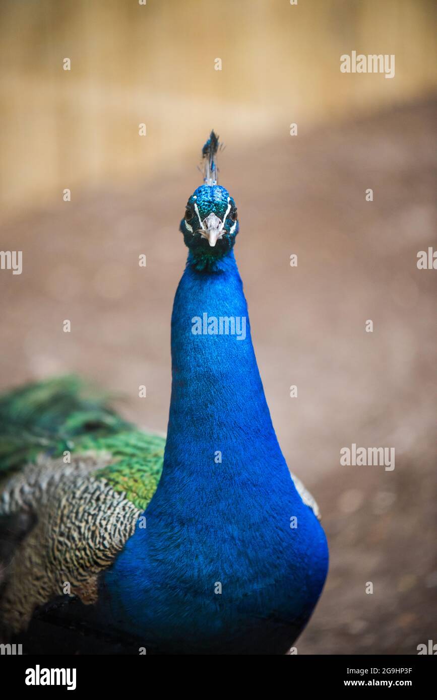 Portrait of an Indian peacock front view outside Stock Photo - Alamy