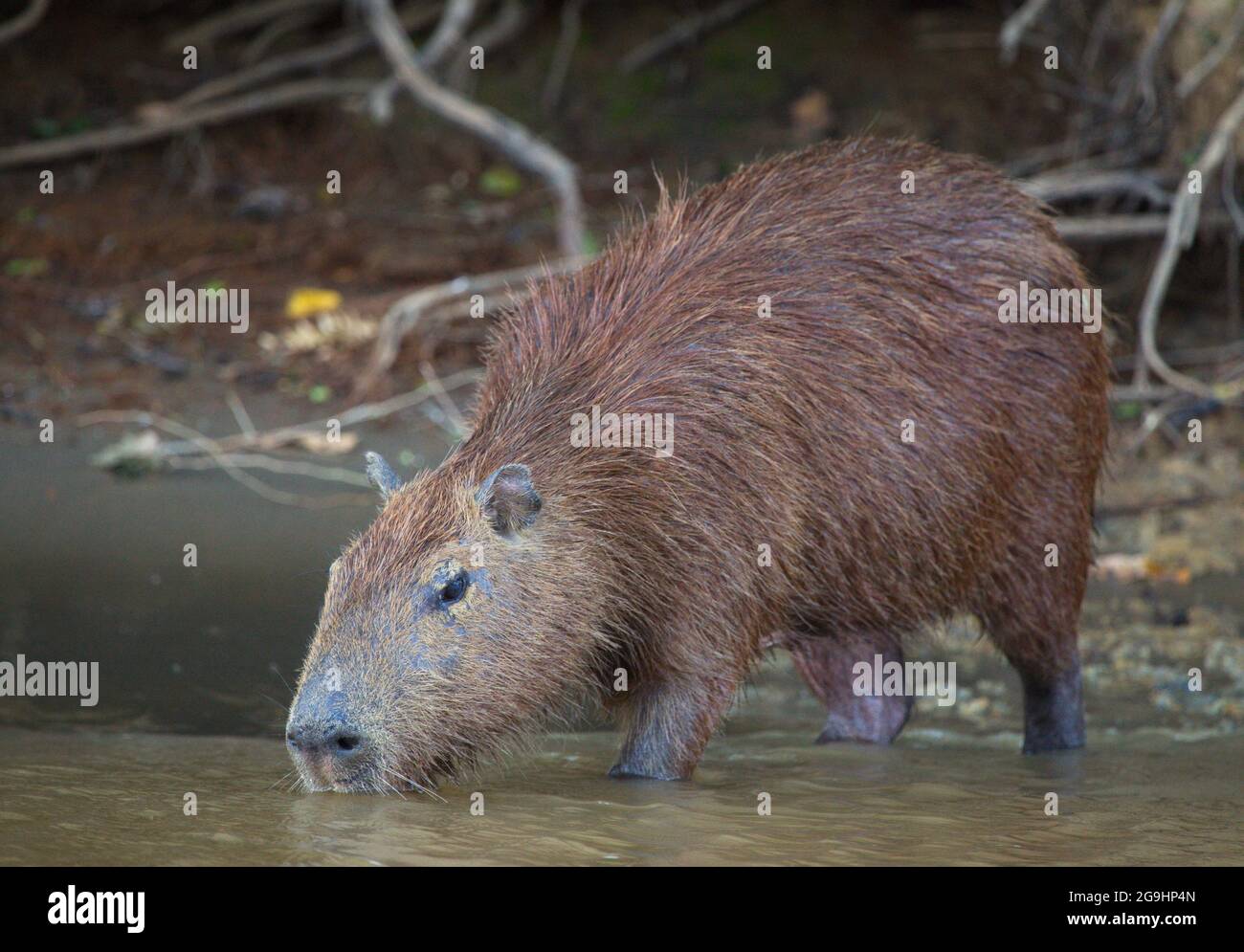 Side on portrait of Capybara (Hydrochoerus hydrochaeris) half submerged ...