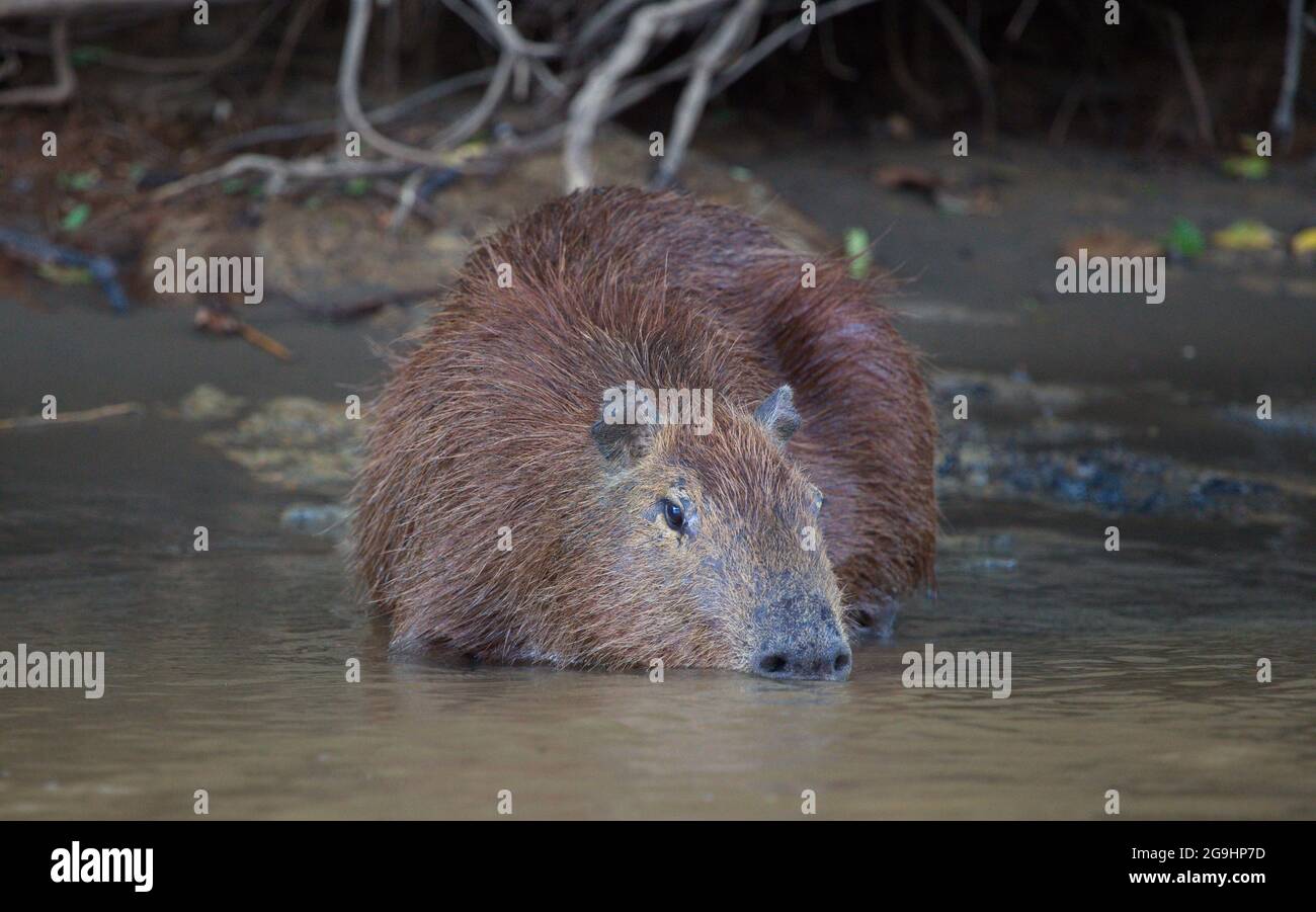 Head on portrait of Capybara (Hydrochoerus hydrochaeris) half submerged ...