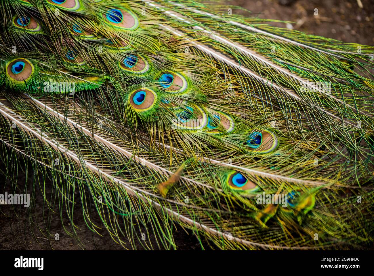 Peacock feather with glitter hi-res stock photography and images - Alamy