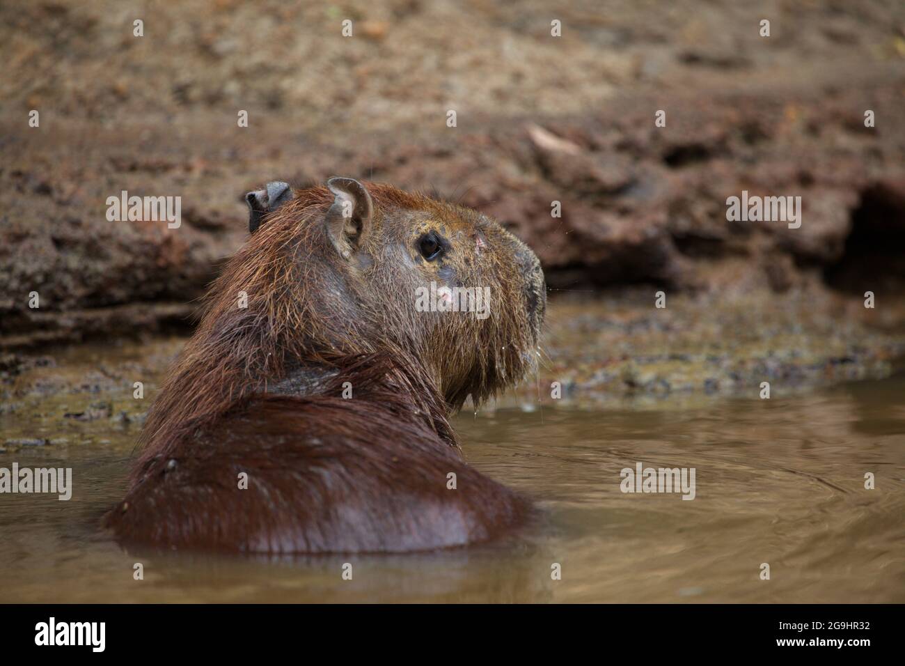 Capybara’s webbed feet hi-res stock photography and images - Alamy
