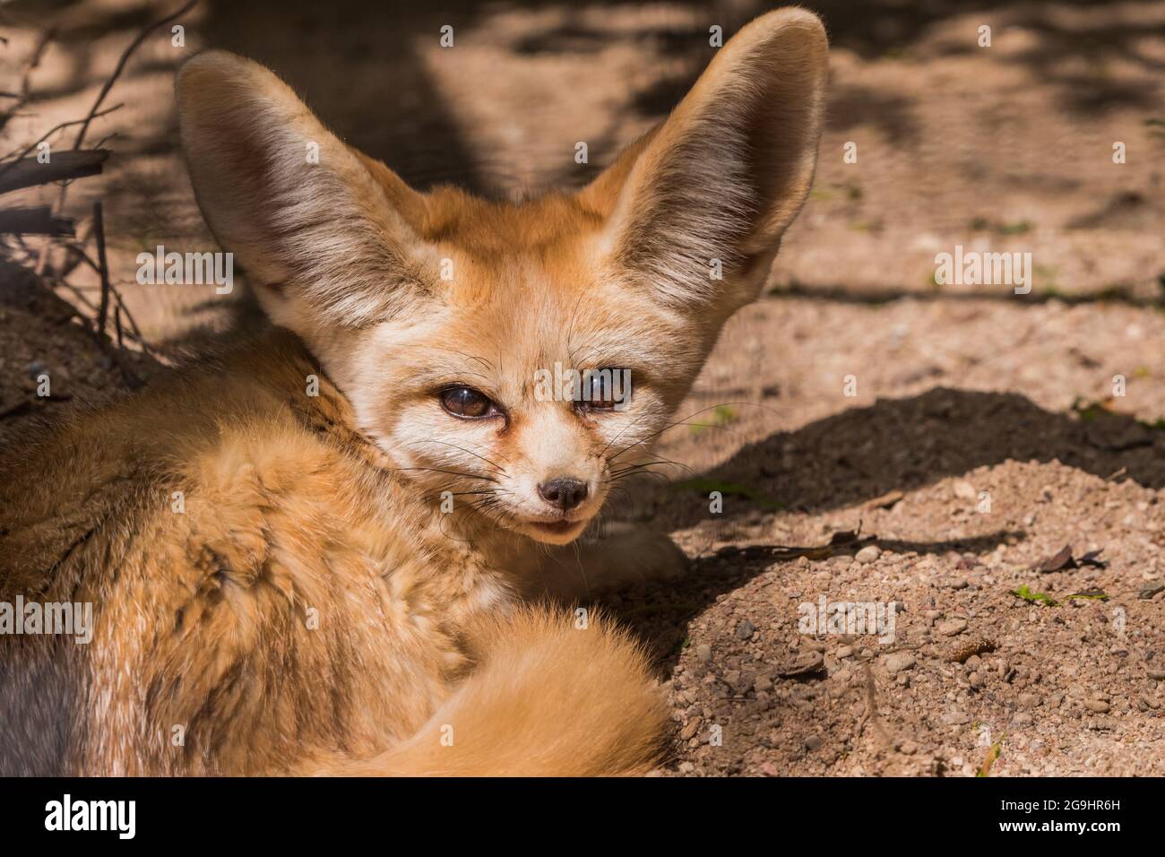 Fennec fox or desert fox close up, cute little fox sleeping curled Stock Photo - Alamy