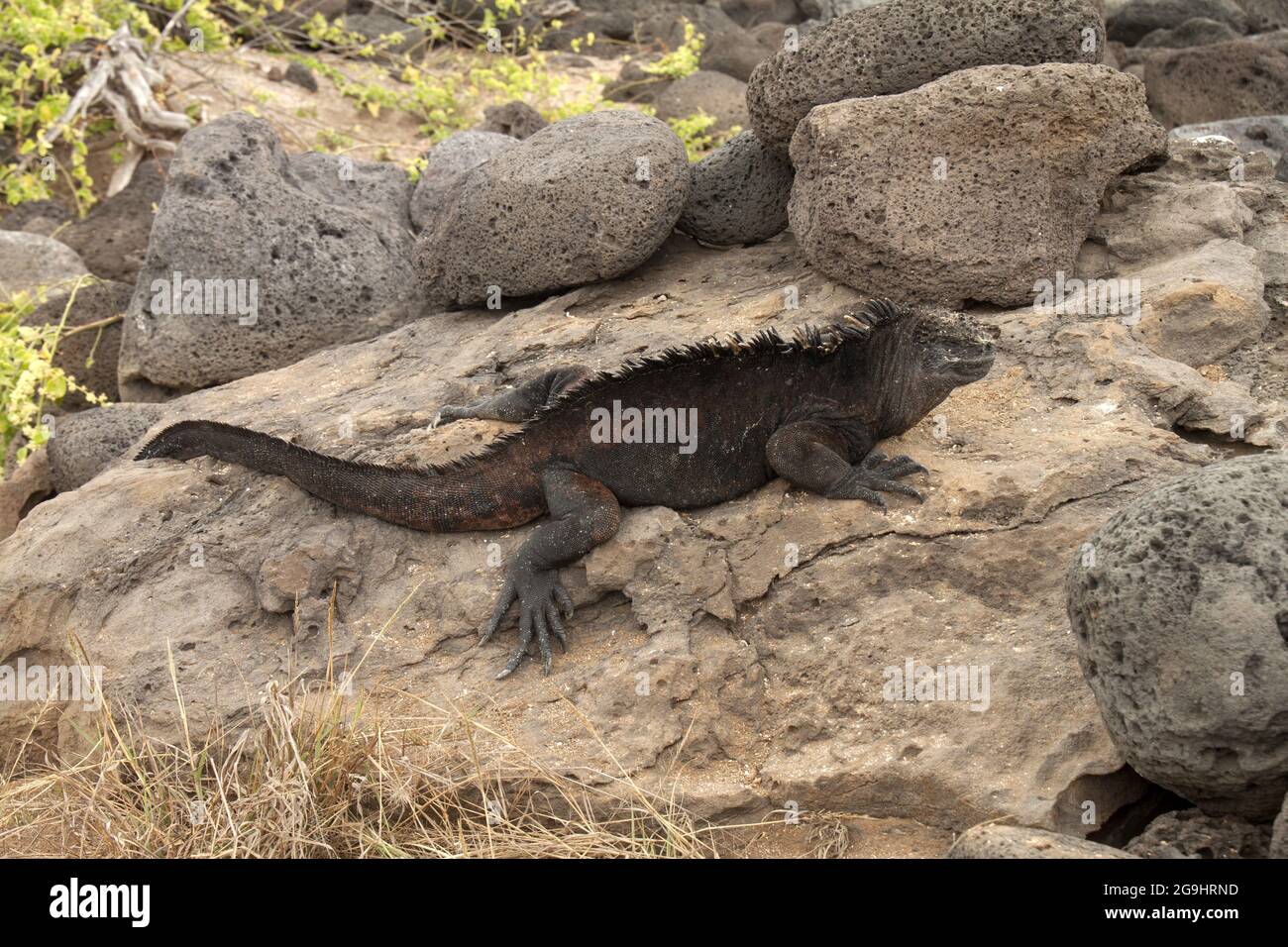 Large Australian tree lizard on rocks Stock Photo - Alamy