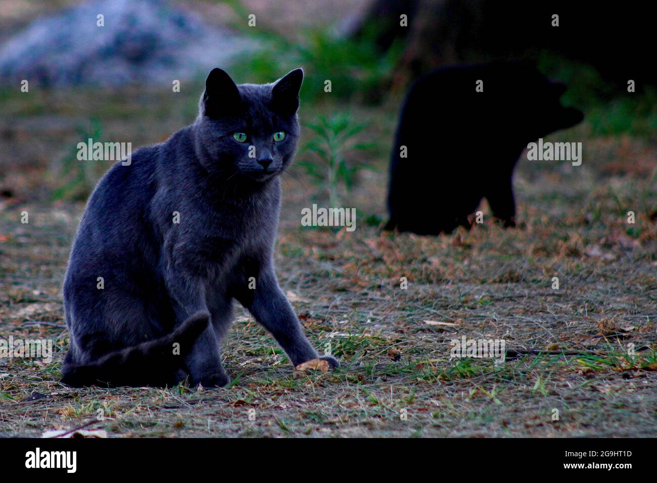 Selective focus of black and gray cats sitting on the ground in a park ...