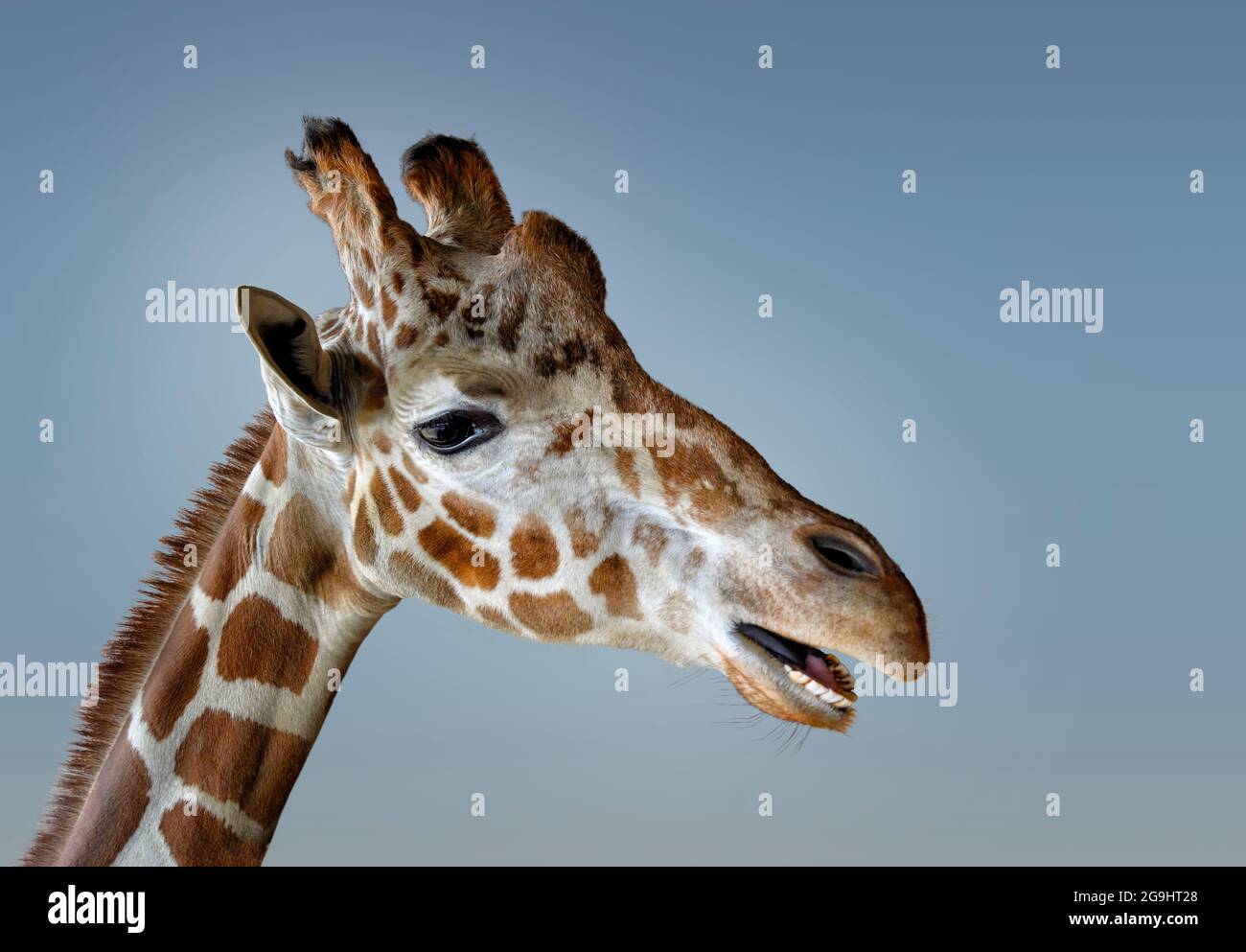 Giraffe mouth open hi-res stock photography and images - Alamy