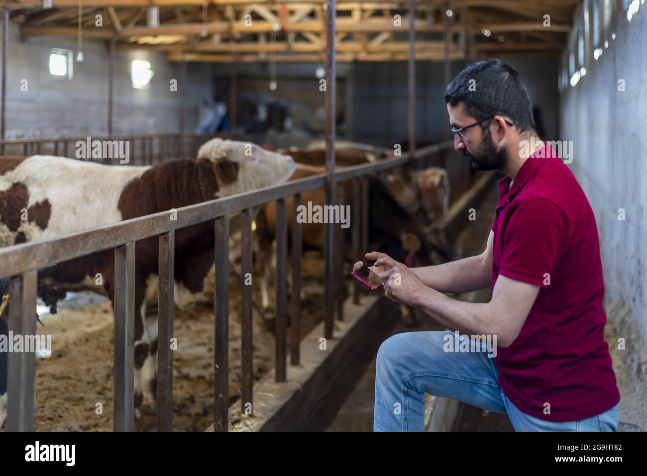 Customer checks the Ear tag of a Sacrificial bull on the farm in Turkey ...