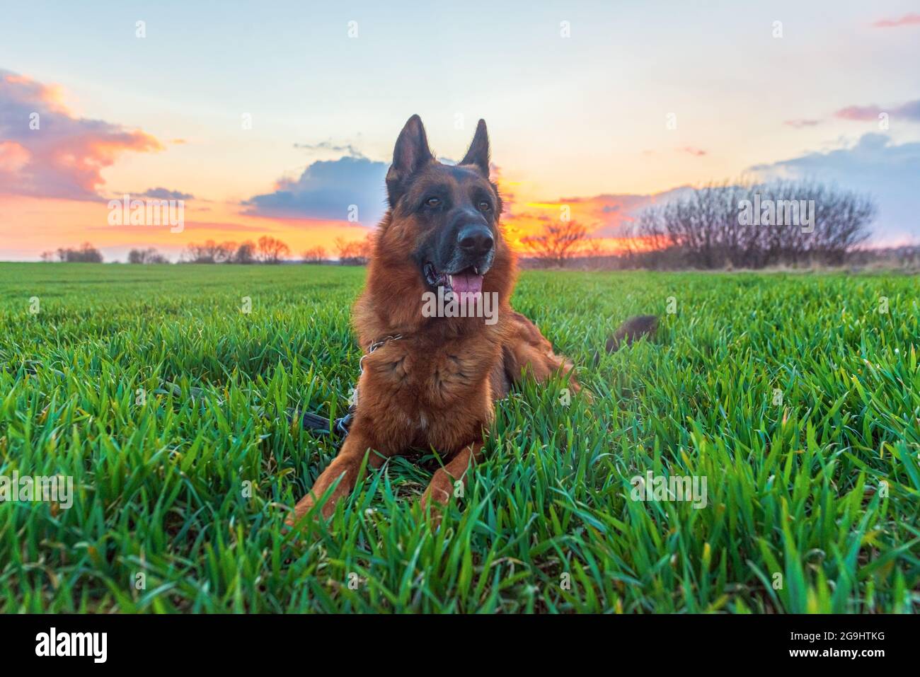 German shepherd puppy sun hi-res stock photography and images - Alamy