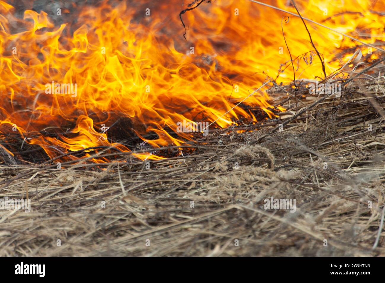 Dry grass is burning. Fire in the field in spring. Burning dead wood ...