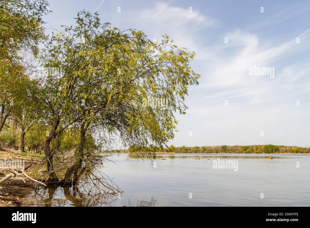 Tree growing on the shoreline of a lake Stock Photo - Alamy