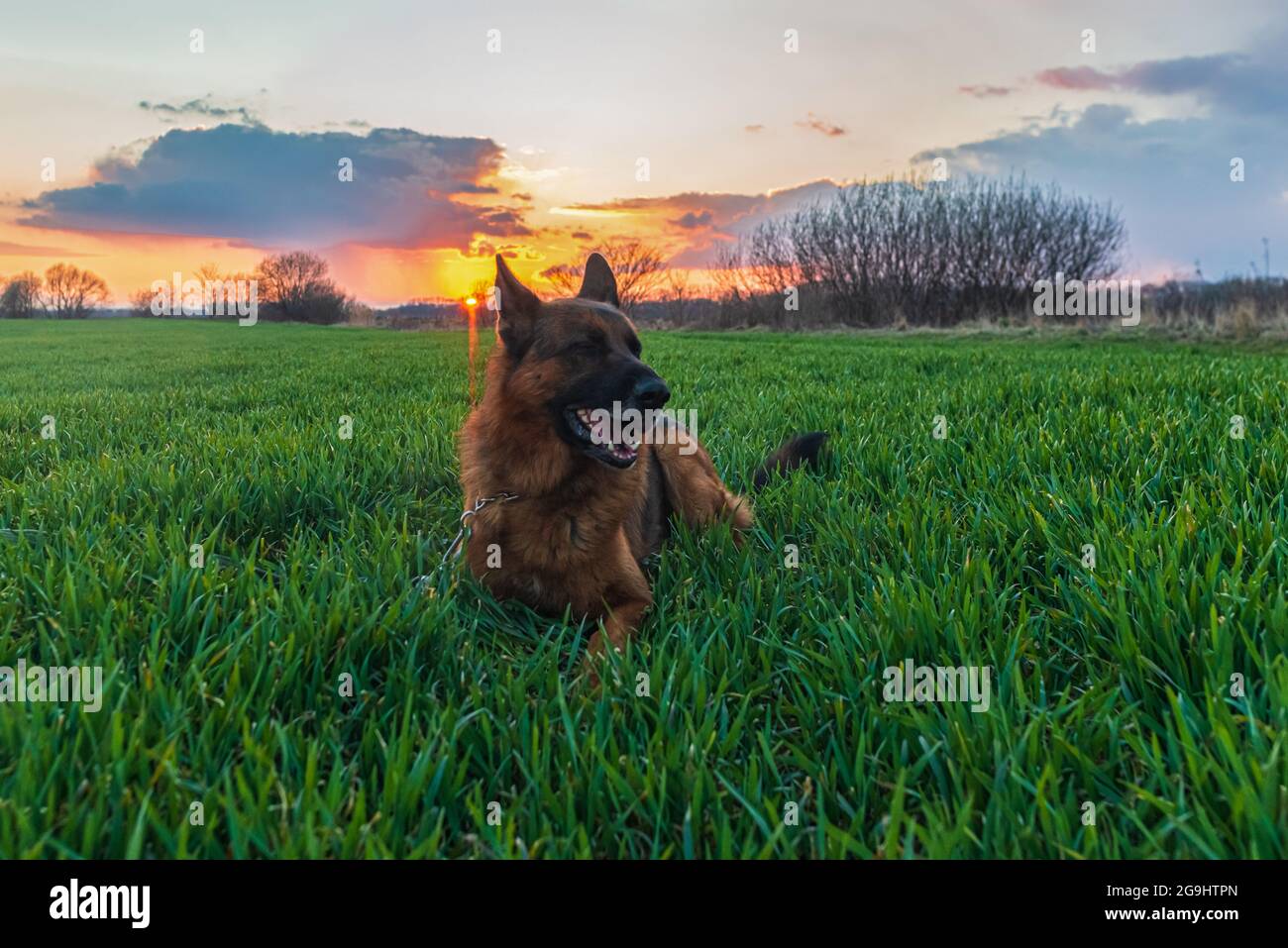 German shepherd puppy sun hi-res stock photography and images - Alamy