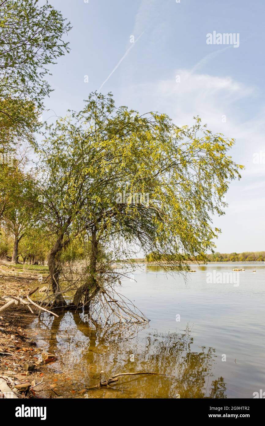 Tree growing on the shoreline of a lake Stock Photo - Alamy
