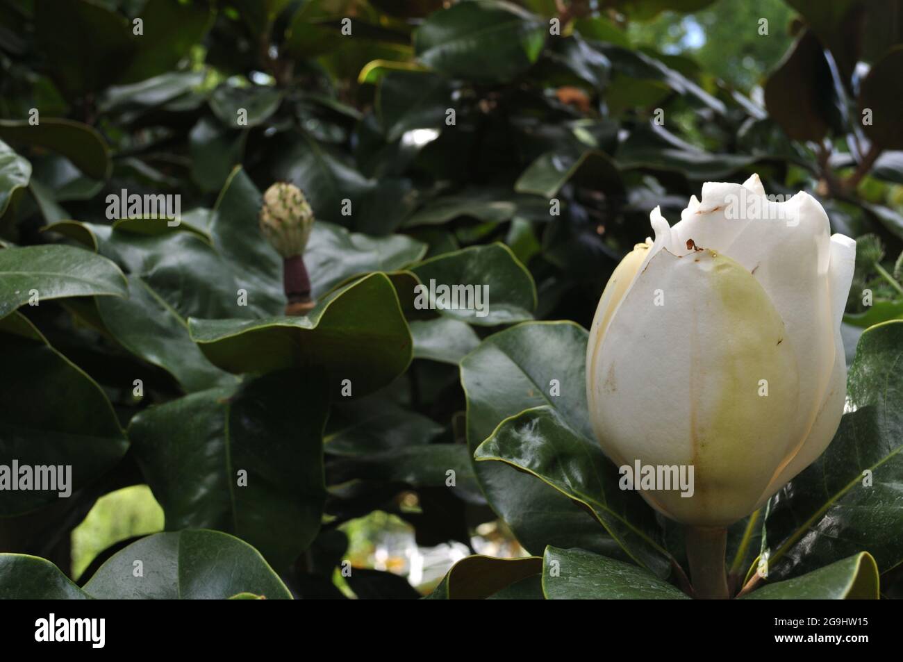 Closeup shot of a closed bud of a white rose Stock Photo - Alamy