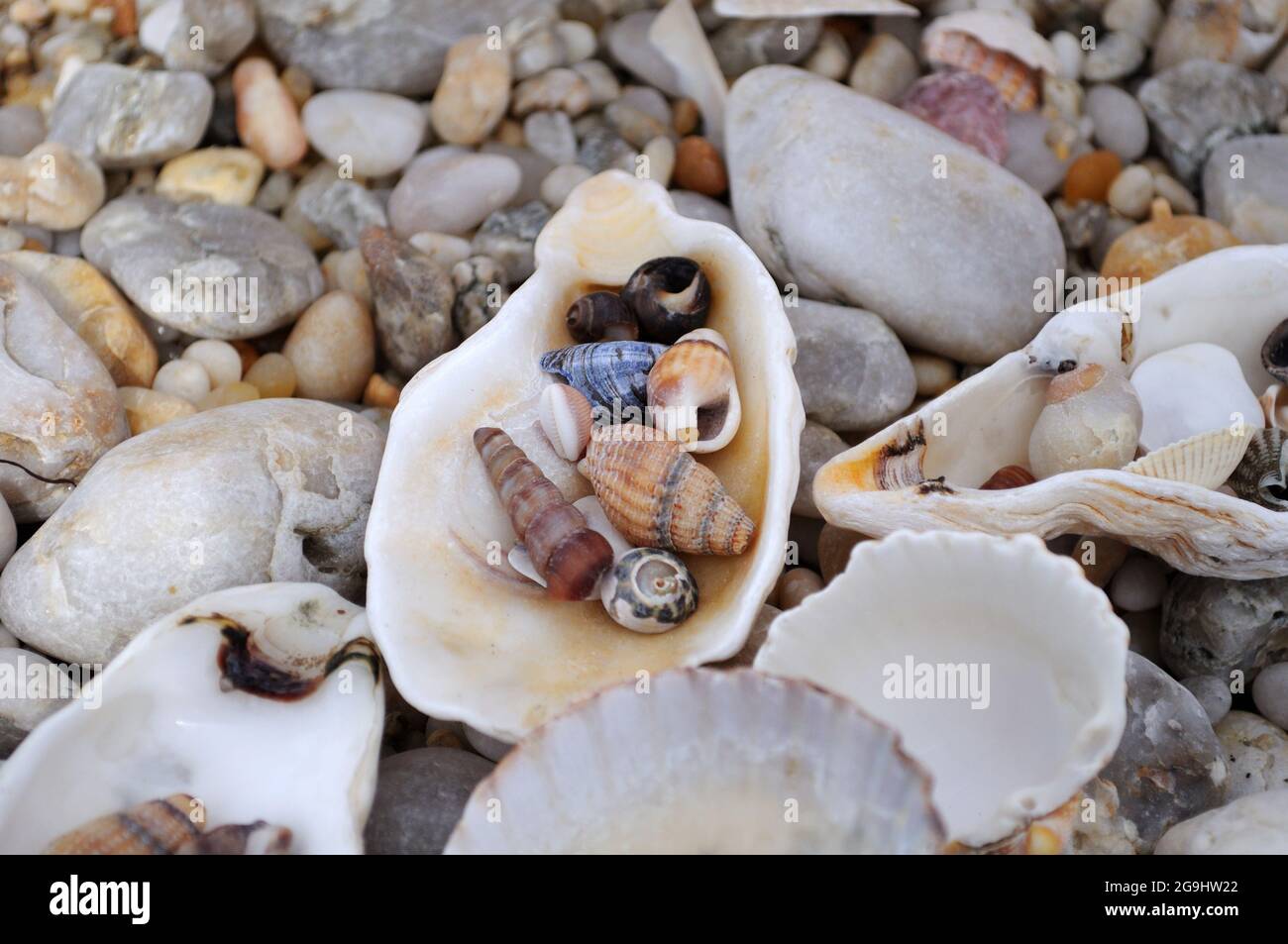 Closeup shot of seashells of different sizes at the beach Stock Photo ...