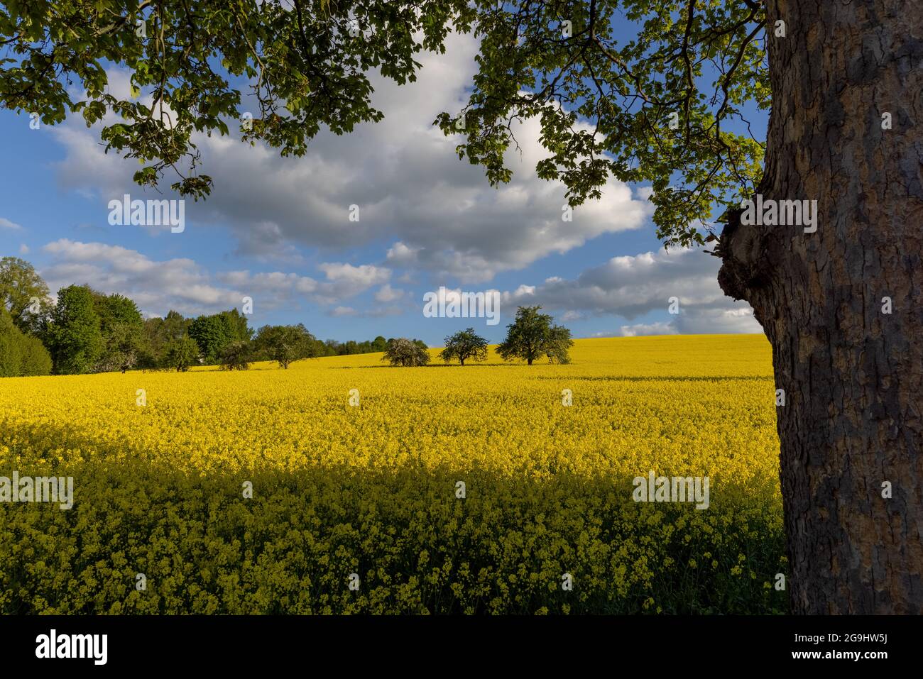 Vast raps field with a cloudy sky and few trees Stock Photo - Alamy