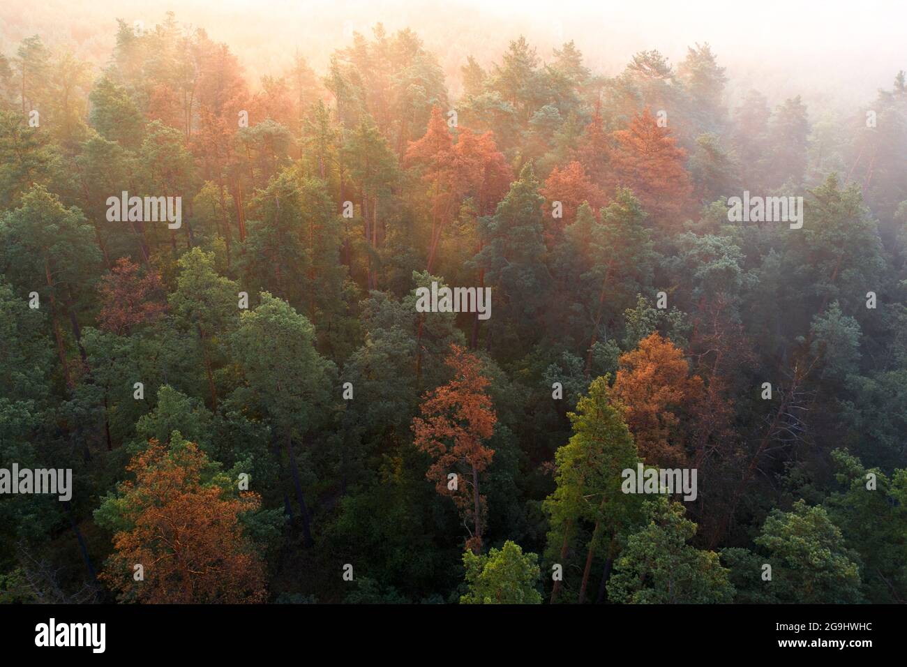 Dying mountain forest in the morning mist Stock Photo - Alamy