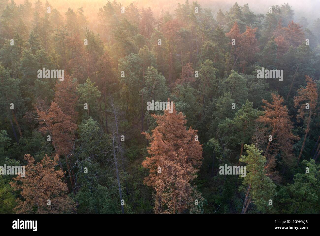 Dying mountain forest in the morning mist Stock Photo - Alamy