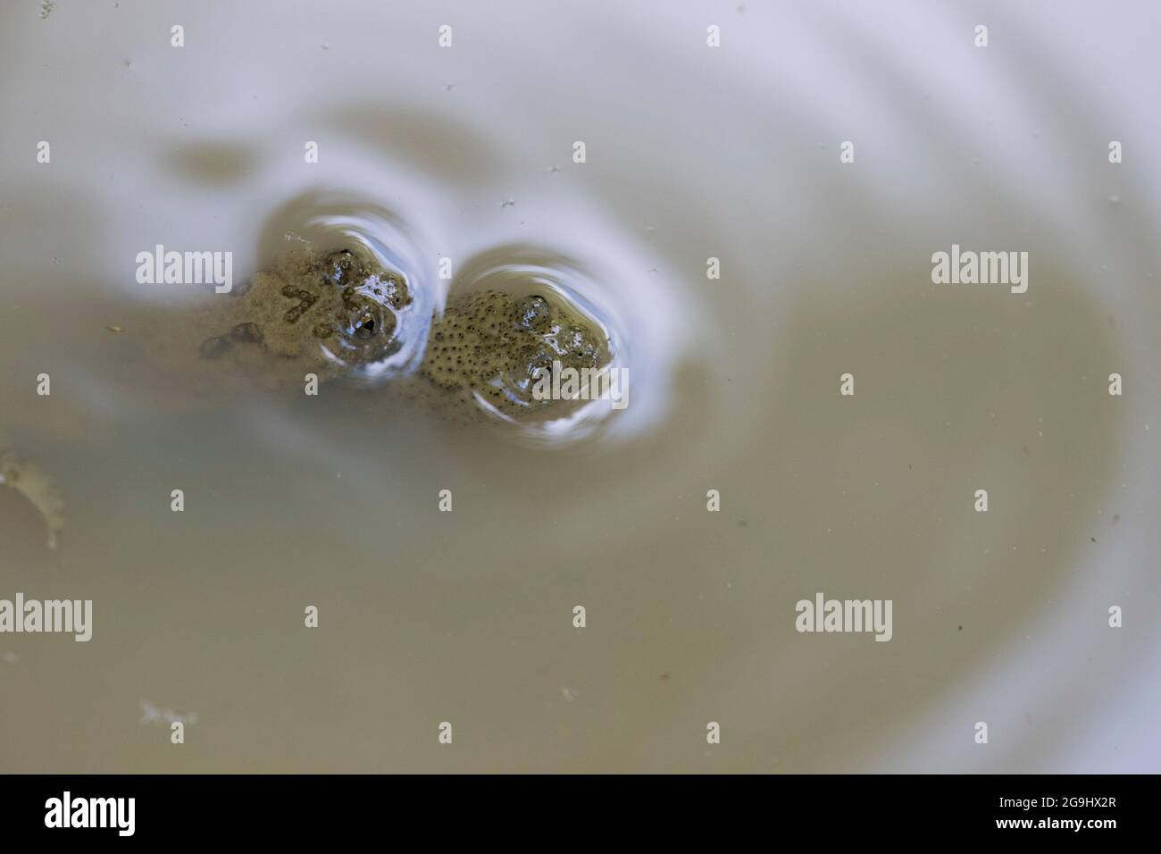 Yellow bellied toad isolated hi-res stock photography and images - Alamy