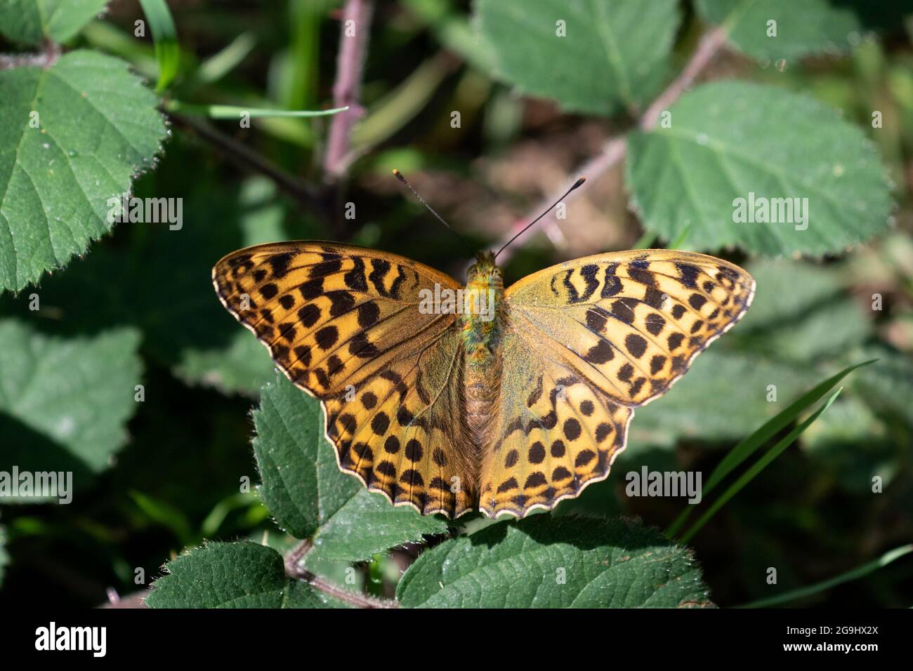 Butterfly sun hi-res stock photography and images - Alamy