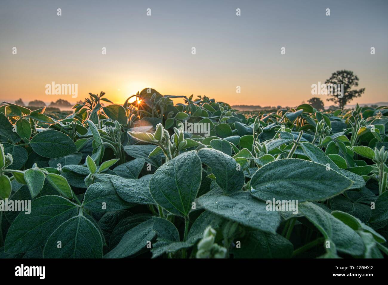 Soy plant leaves hi-res stock photography and images - Alamy
