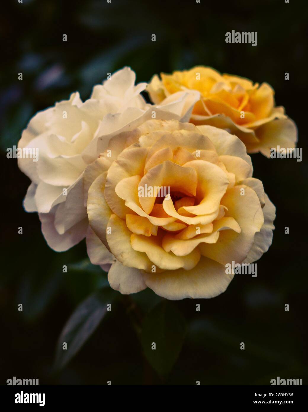 Vertical shot of blooming yellow roses Stock Photo - Alamy