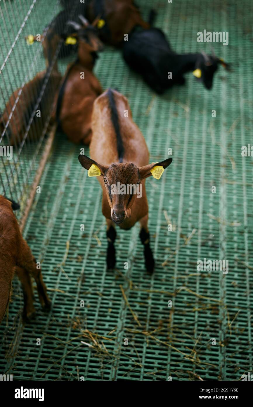 Goat goats farm livestock animal barnyard country rural hi-res stock ...