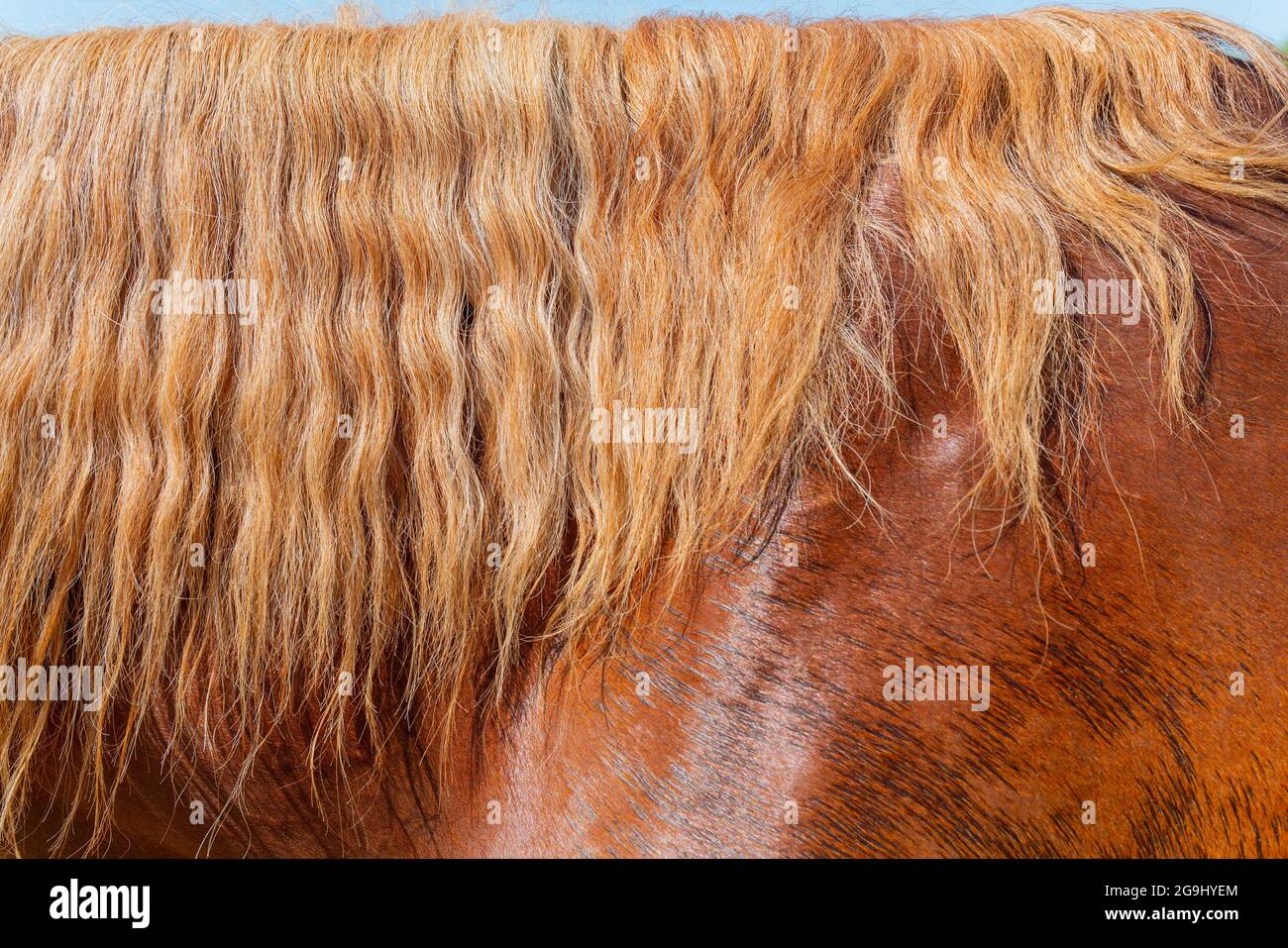 Closeup shot of the wavy, thick red mane of the horse with beautiful ...