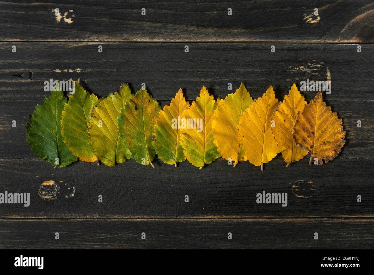 Graduated background hi-res stock photography and images - Alamy