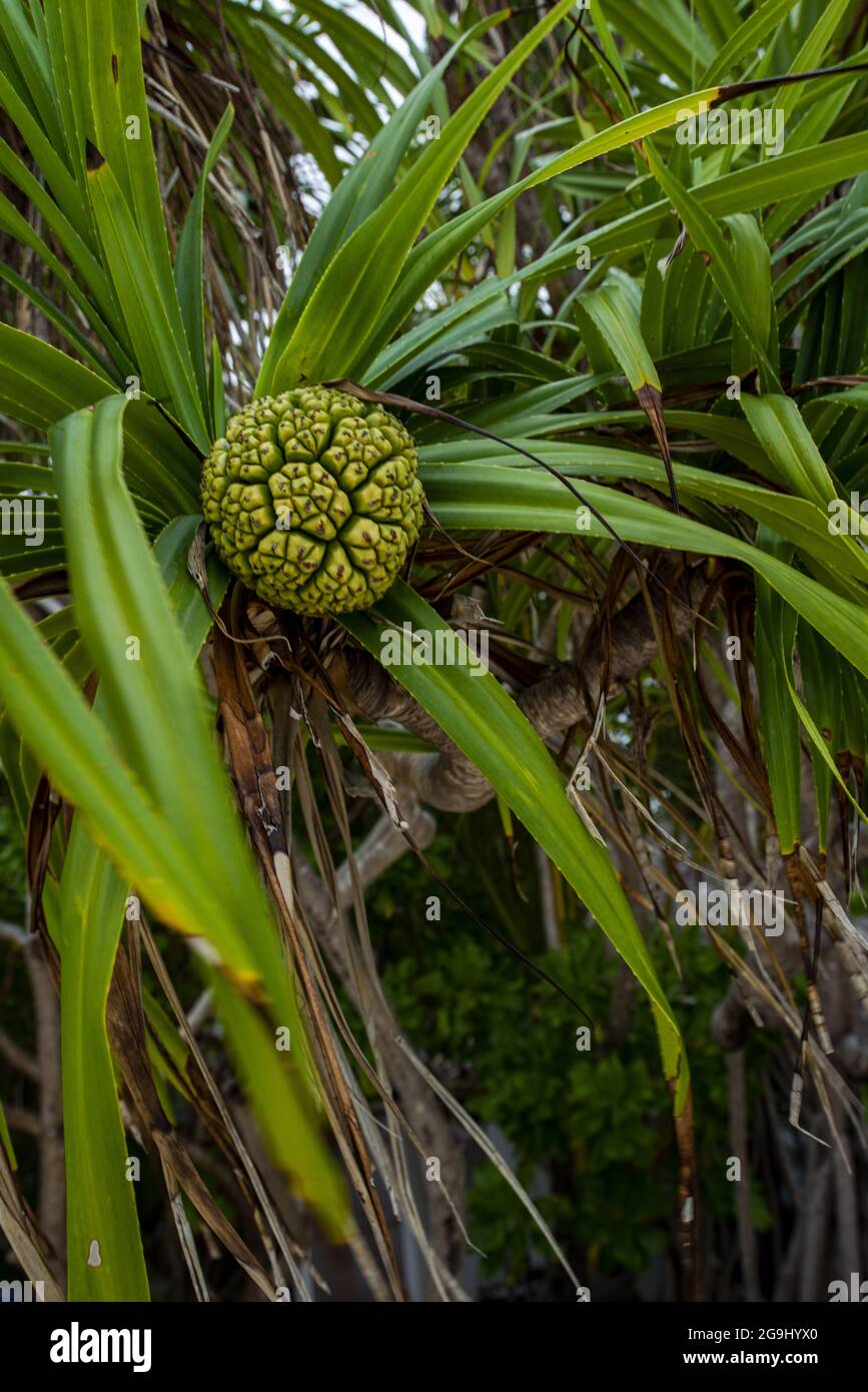 Vertical shot of the common screwpine plant on the beach in the ...