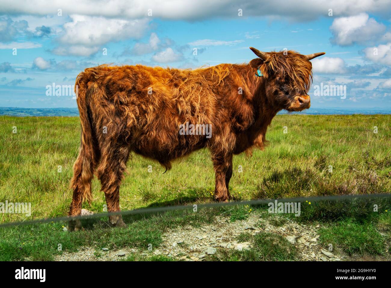 Welsh highland cow hi-res stock photography and images - Alamy