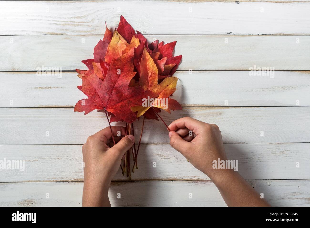 Child making crafts with maple leaves with autumn colors on a white ...