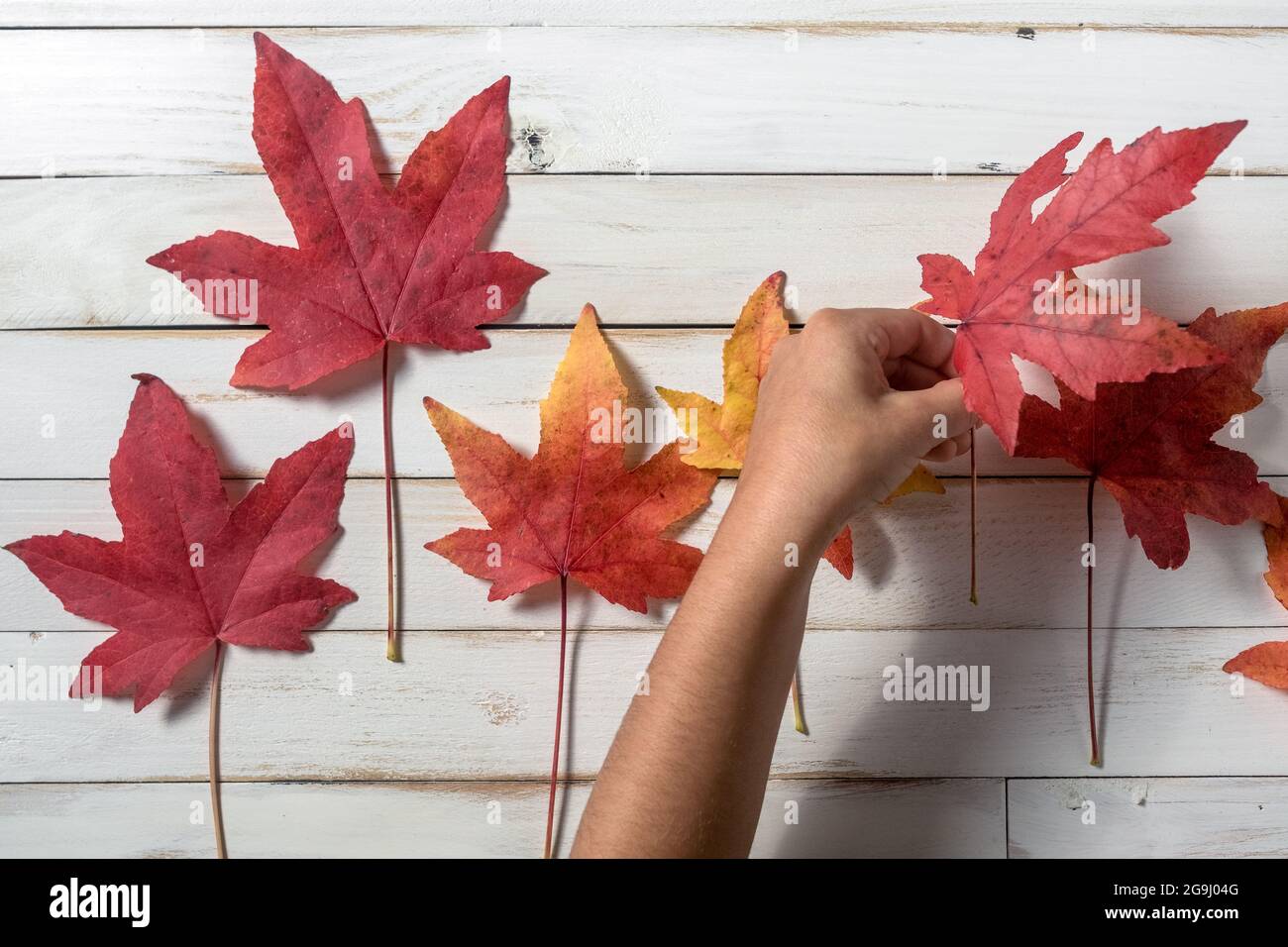 Child making crafts with maple leaves with autumn colors on a white ...