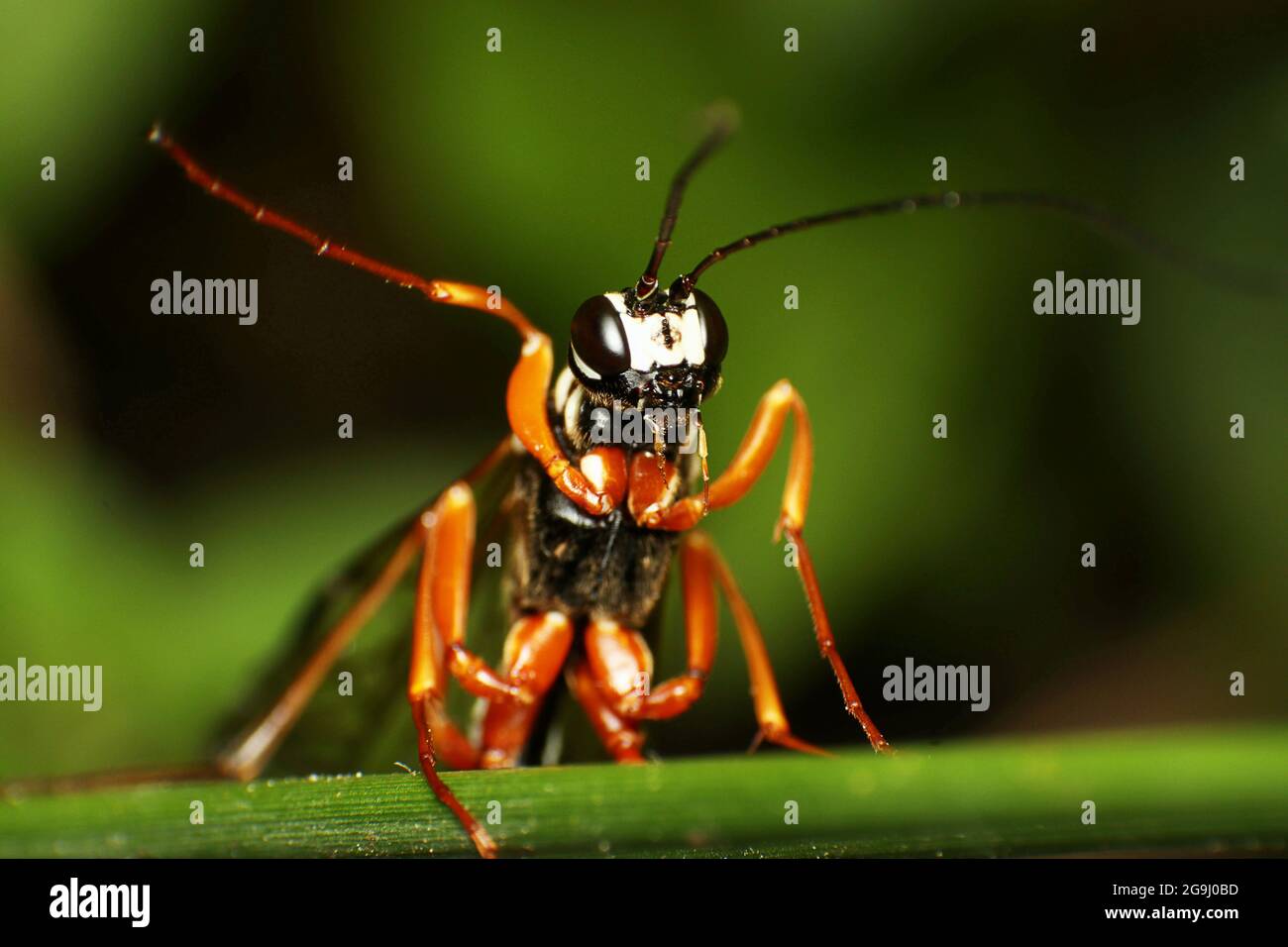 Rhyssa persuasoria hi-res stock photography and images - Alamy