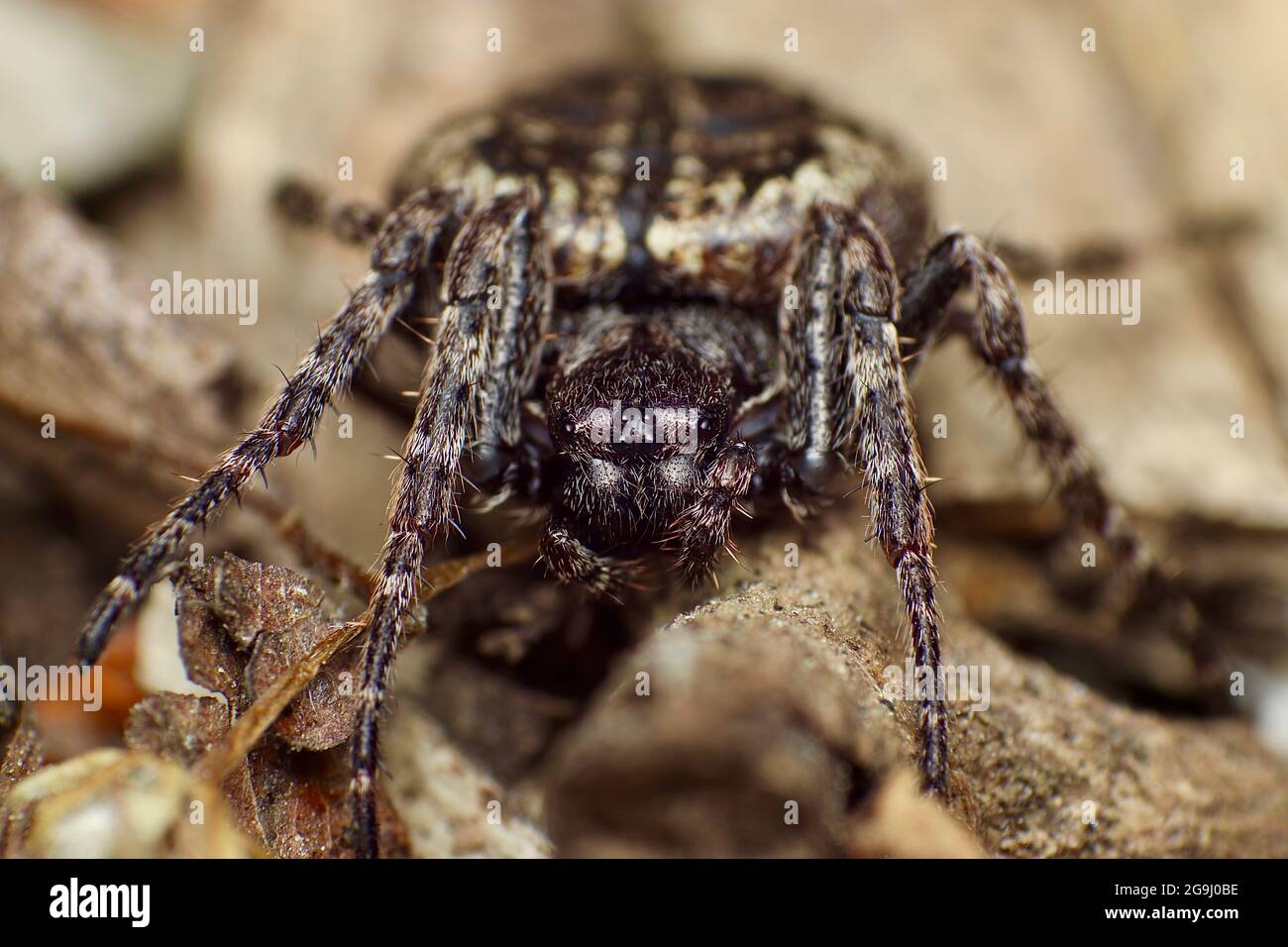 Nuctenea Umbratica Uk High Resolution Stock Photography and Images - Alamy