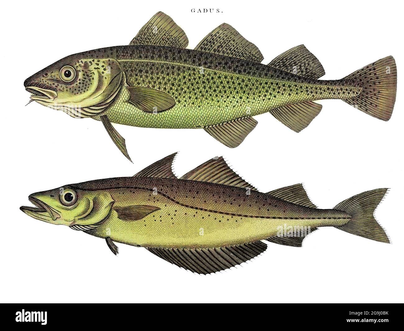 Gadus is a genus of demersal fish in the family Gadidae, commonly known ...